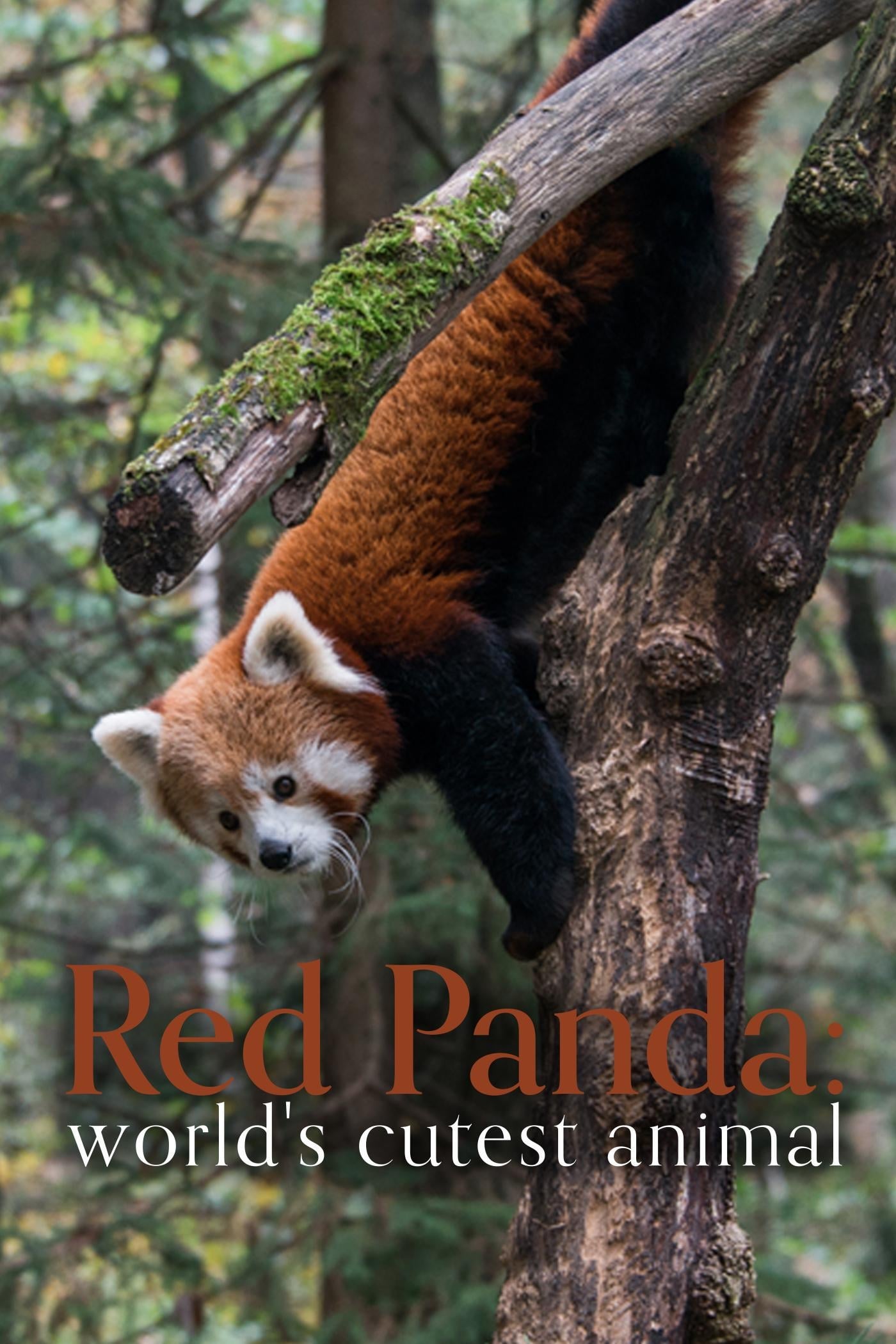 Red Panda: World's Cutest Animal Movie Streaming Online Watch on ...