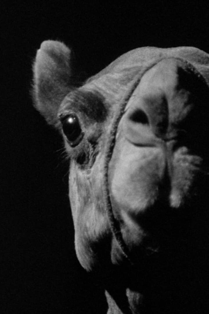 A Camel Movie Streaming Online Watch