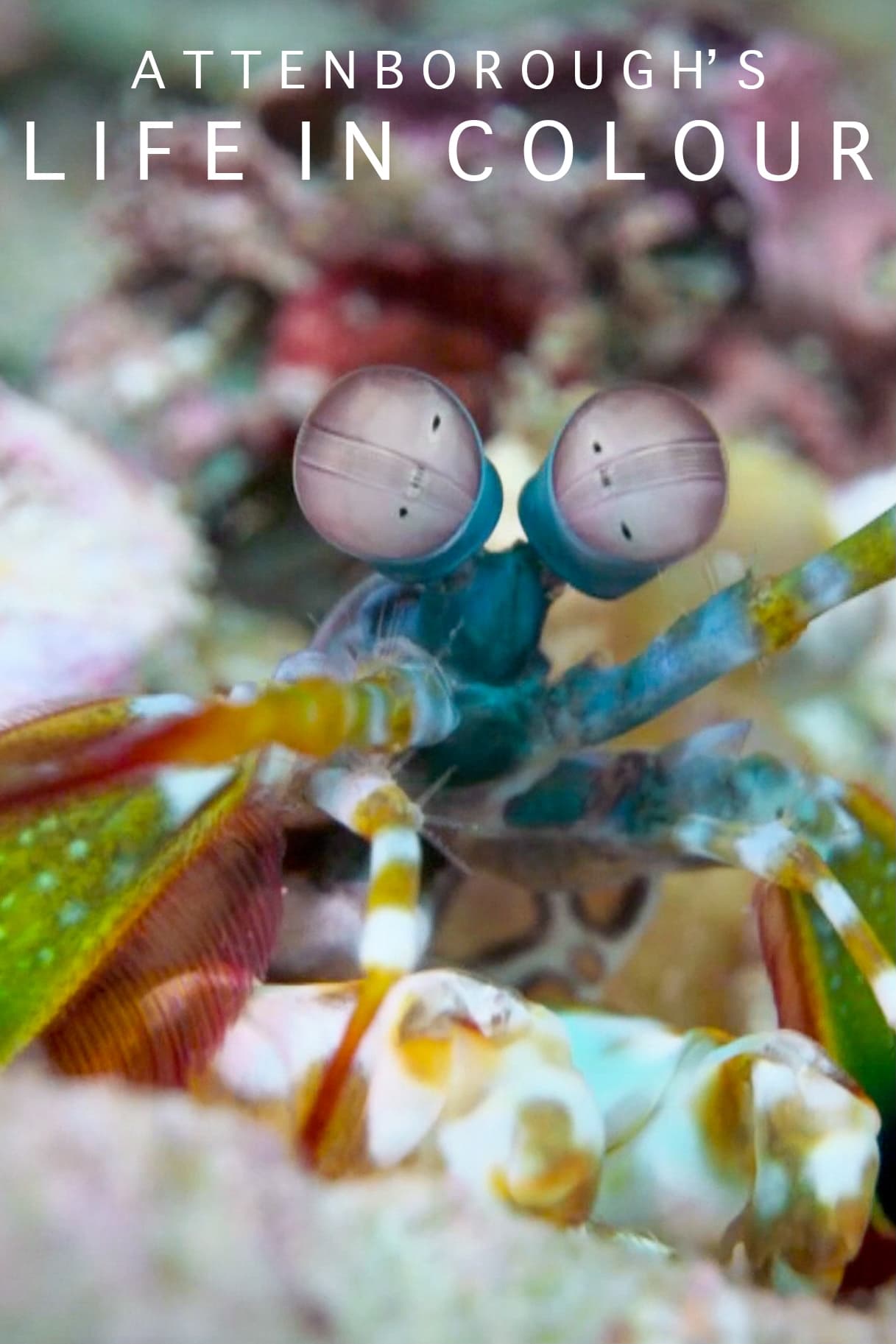 Attenborough's Life in Colour Web Series Streaming Online Watch on Netflix