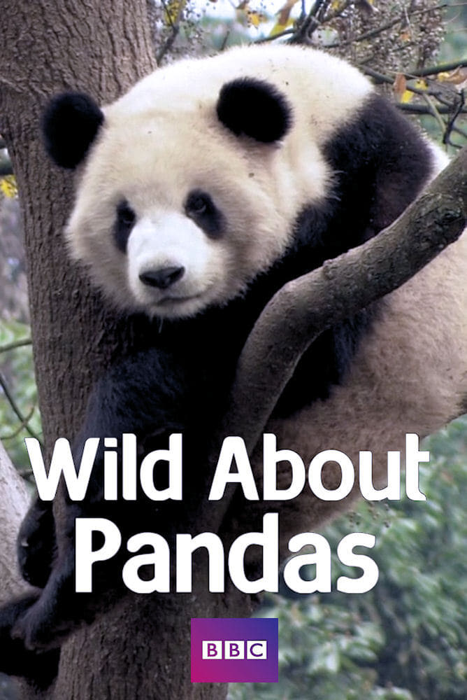 Wild About Pandas Web Series Streaming Online Watch