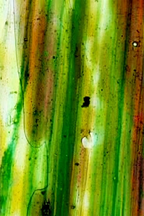 The Hummingbird Movie Streaming Online Watch