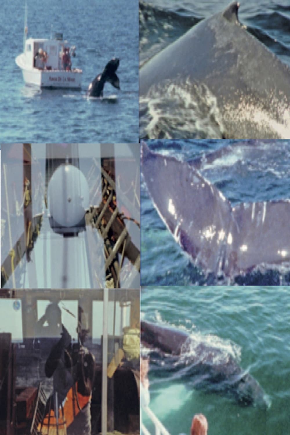 Whale Watch (2) Movie Streaming Online Watch