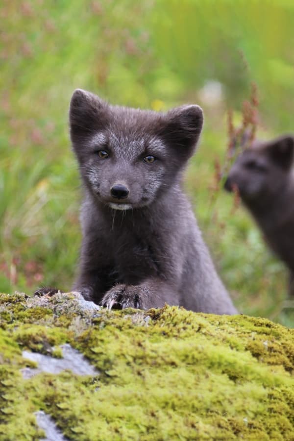 The Arctic Fox: Still Surviving Movie Streaming Online Watch
