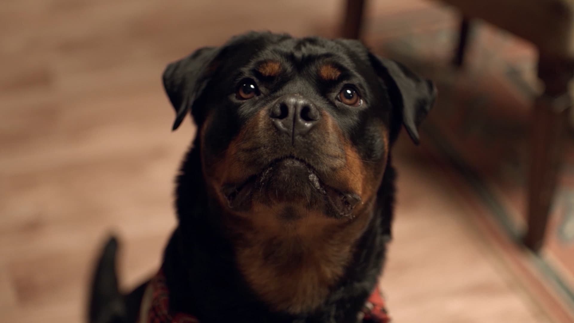 5 Musketeers Turkish Movie Streaming Online Watch