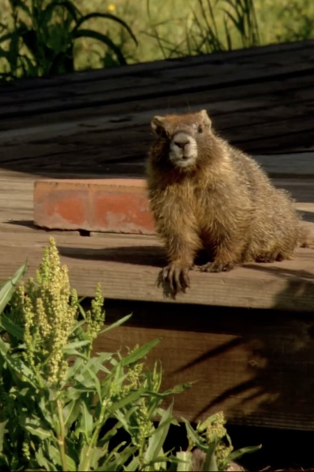 The Study Of Groundhogs: A Real Life Look At Marmots Movie Streaming ...