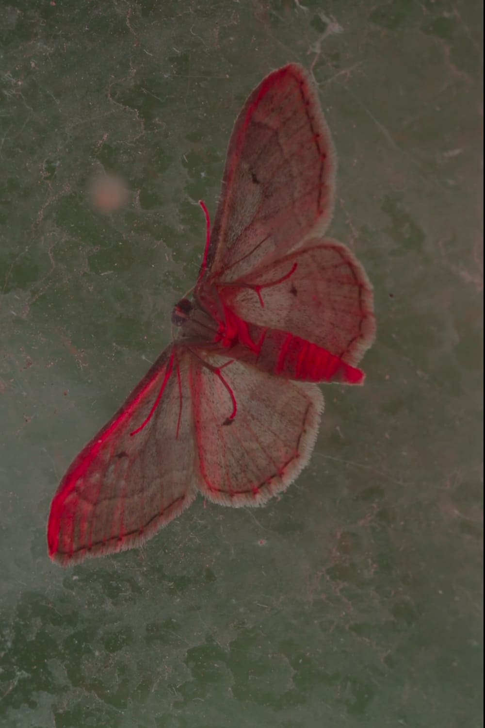 Fabula Movie Streaming Online Watch