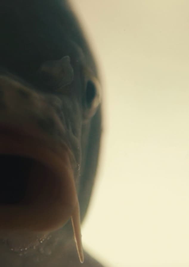 Fish Lithuanian Movie Streaming Online Watch