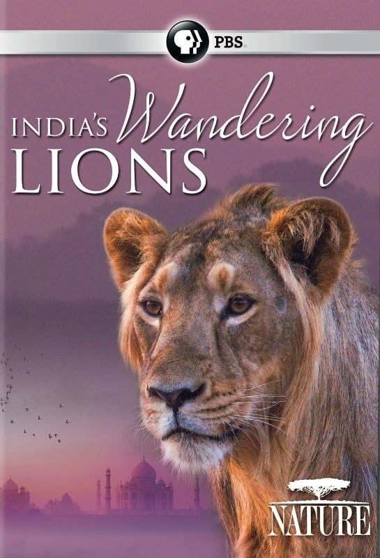 India's Wandering Lions Movie Streaming Online Watch
