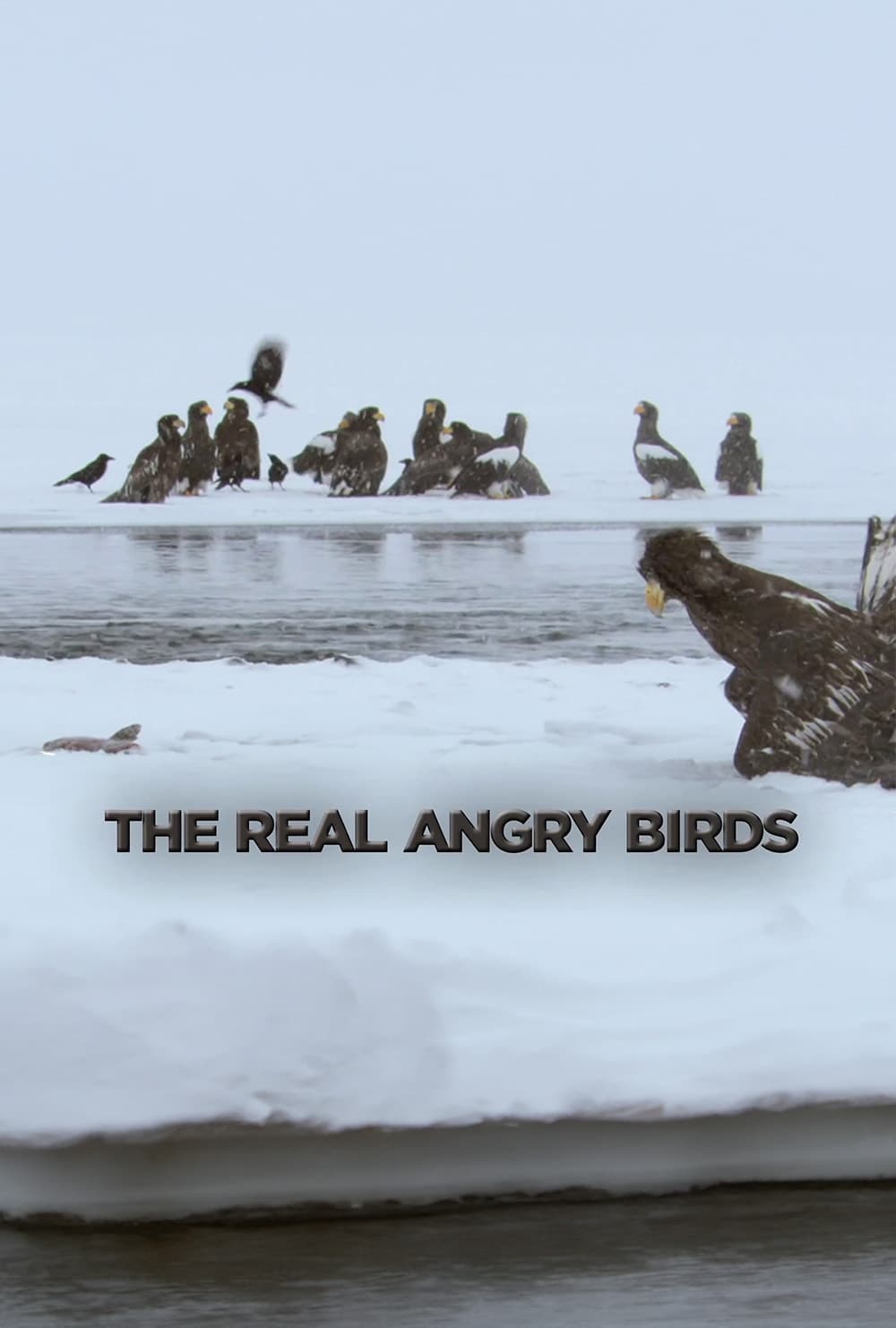 The Real Angry Birds German Movie Streaming Online Watch