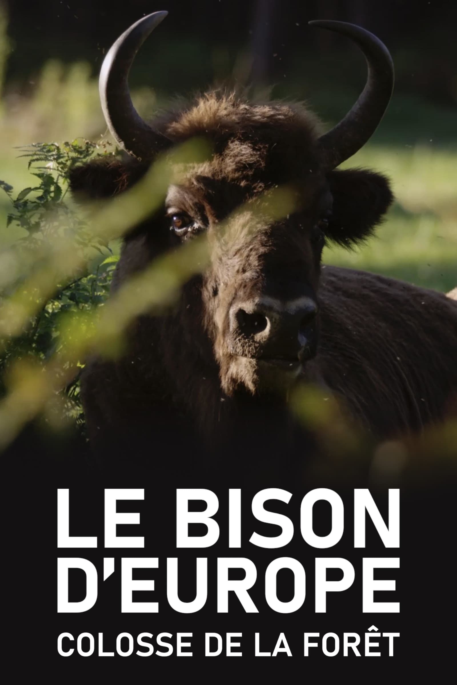 Le Bison d'Europe, colosse de la forêt French Movie Streaming Online Watch