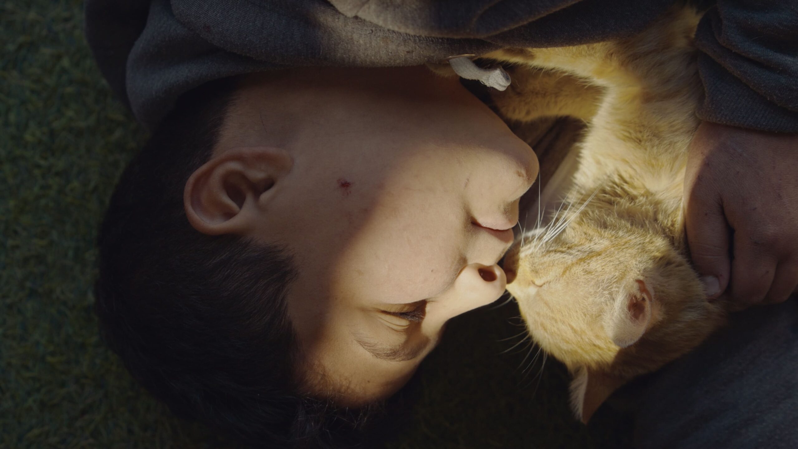 Kedi Adam Arabic, Turkish Movie Streaming Online Watch