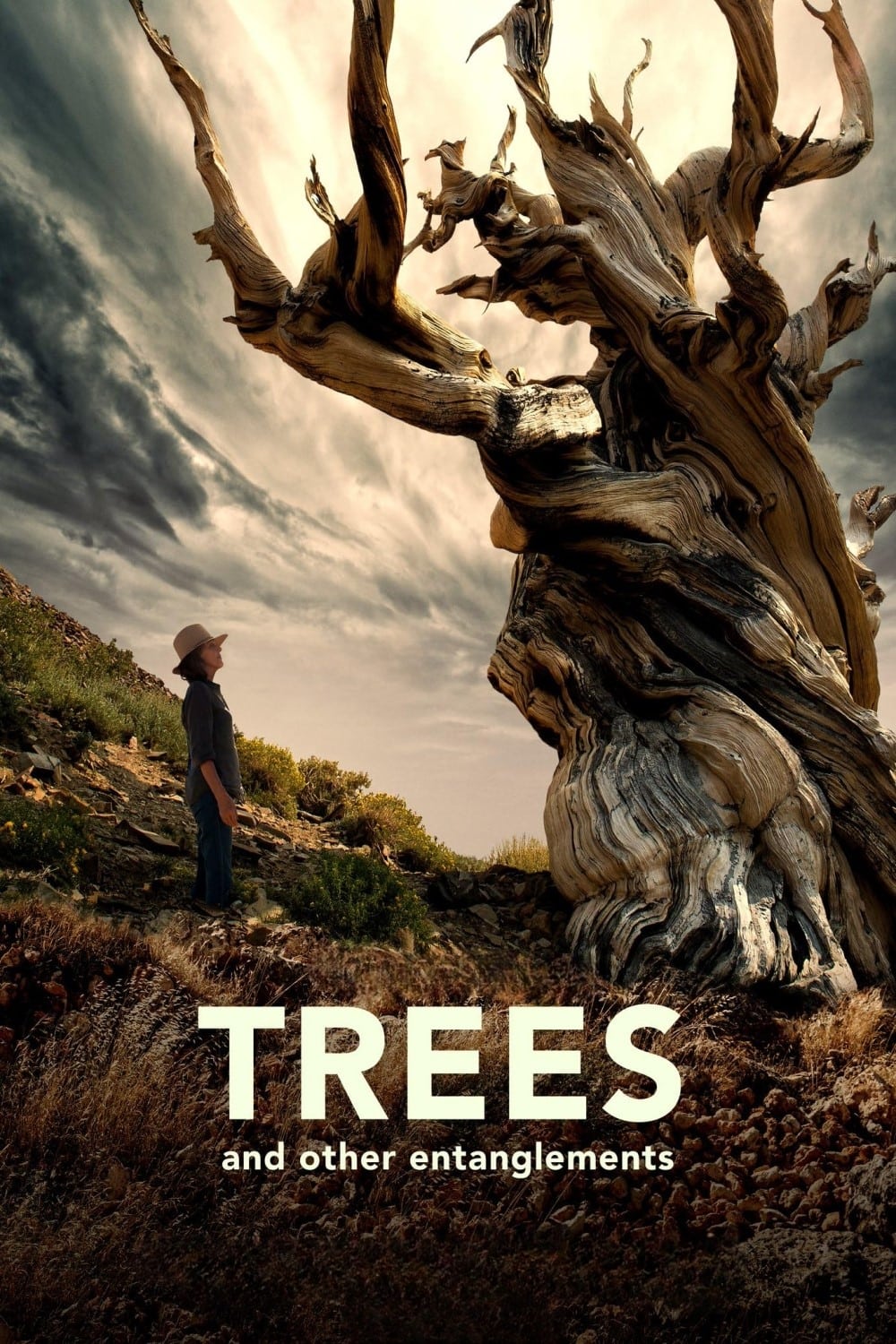 Trees and Other Entanglements Movie Streaming Online Watch on Jio Cinema